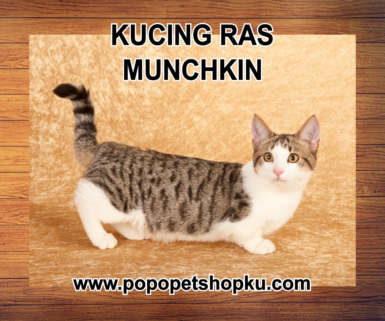 POPO PETSHOP: Jenis-Jenis Kucing Ras Populer