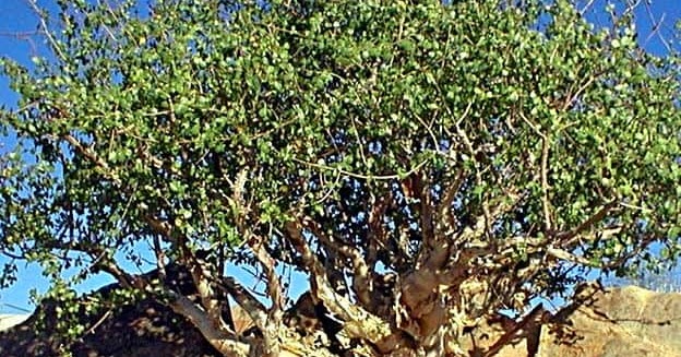 Dah ada Minyak Morha?: Kajian myrrh seluruh dunia