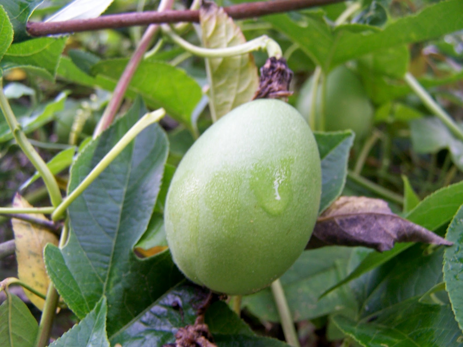The Nature Dude: our prettiest weed(?)