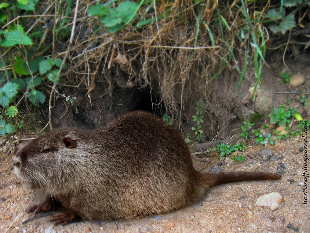 The Magic cafe: Palaeocastor fossor и штопоры дьявола