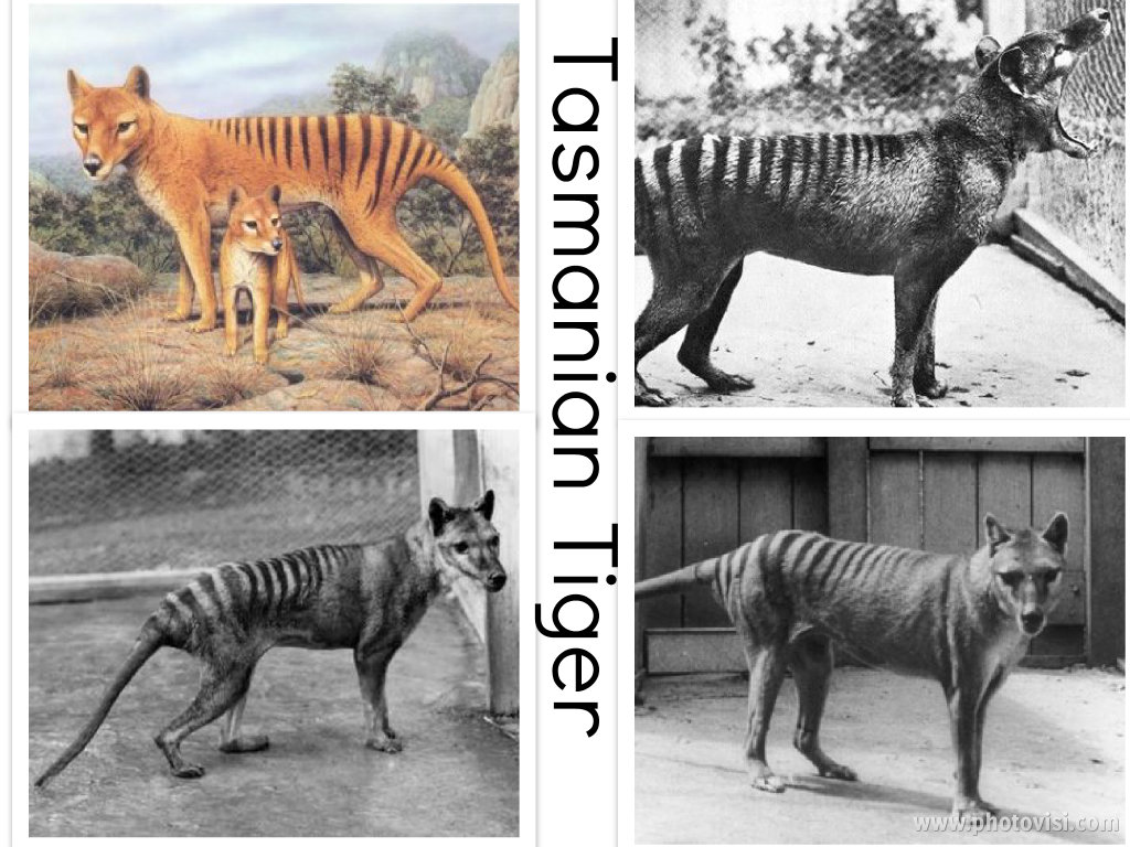 Where Did Everyone Go?: Extinction