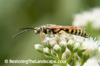 Restoring The Landscape With Native Plants: Common Boneset: A Five Star ...