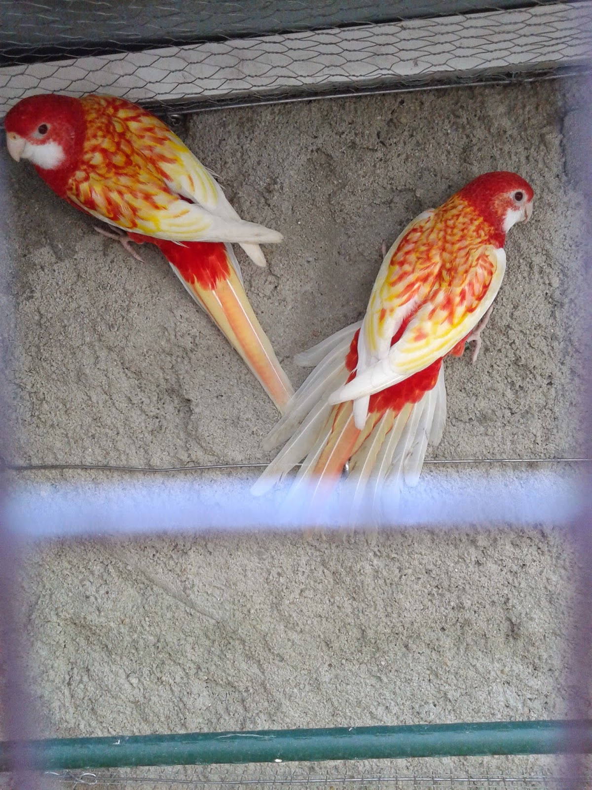 Aves Nunes: Roselas Rubinas