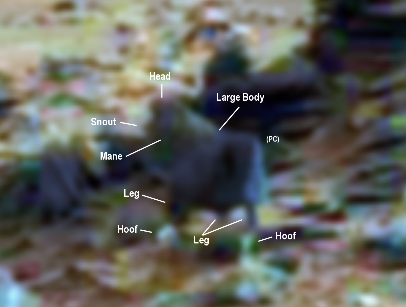 Strange Creature Spotted On Mars?