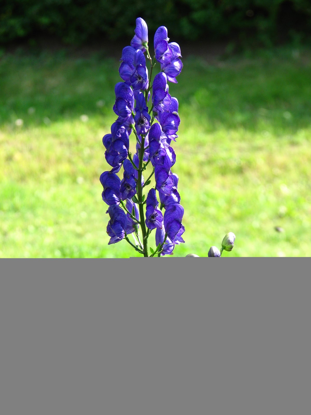 ACÓNITO Aconitum napellus : El Mundo y sus Plantas