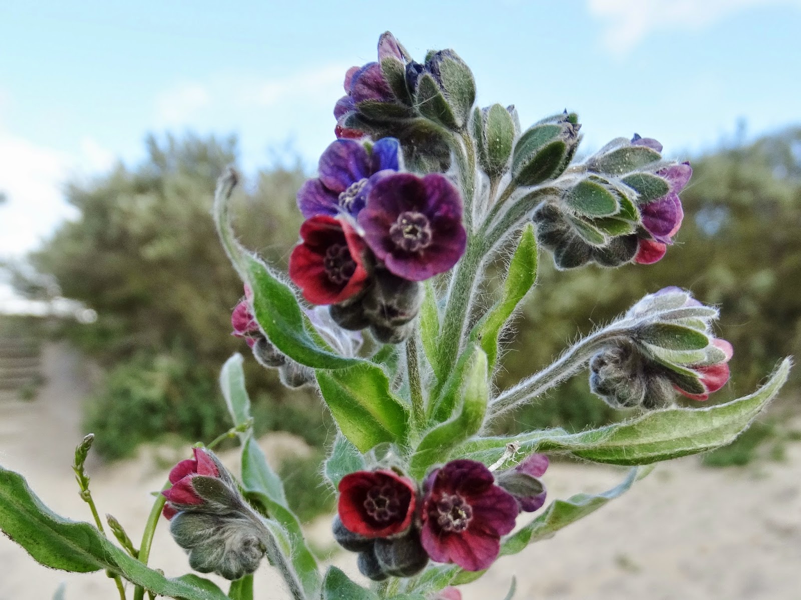 oog voor de natuur: Hondstong, in de duinen bij Hoek van Holland