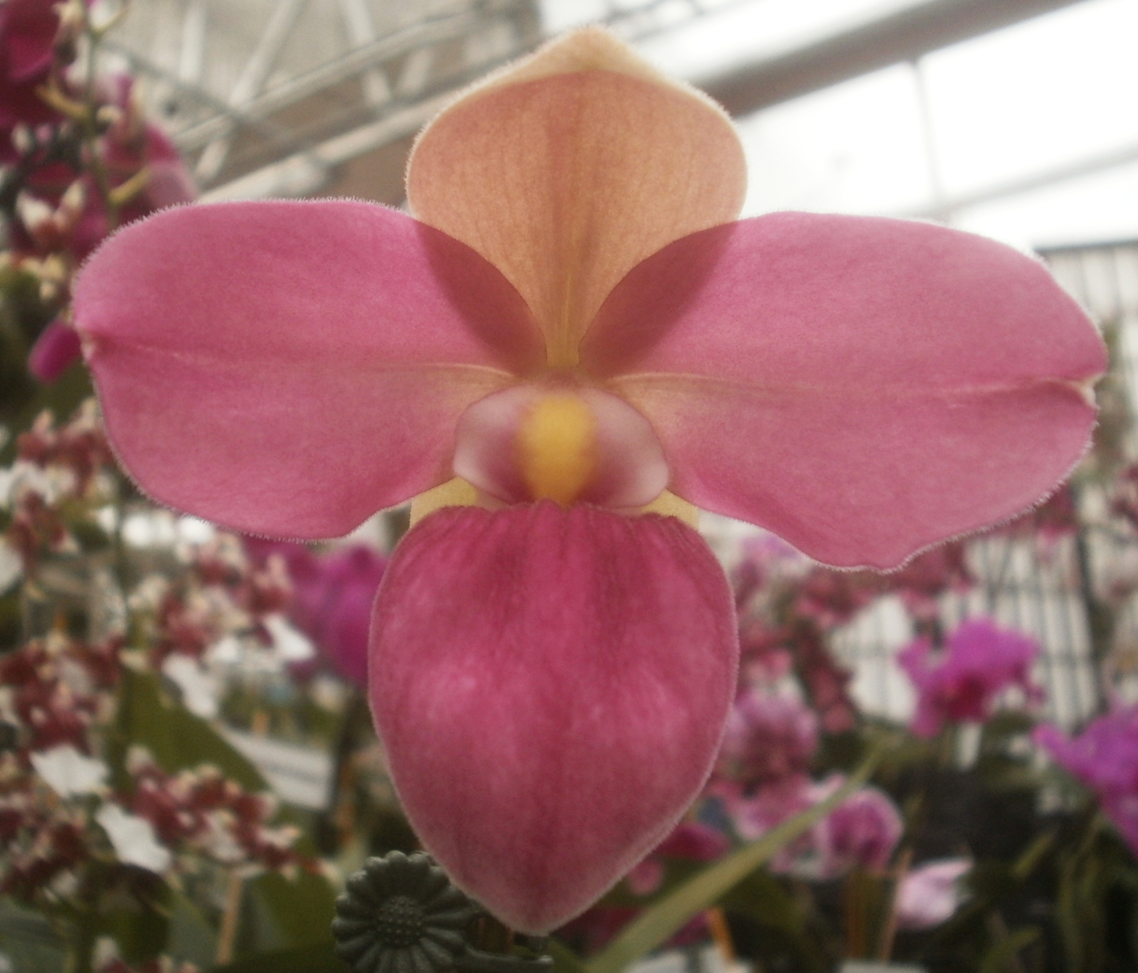 Plants are the Strangest People: Pretty picture: Phragmipedium Samuel ...