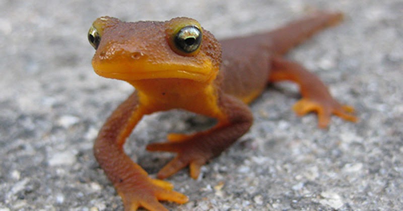 Clancy Tucker's Blog: 7 November 2018 - FACTS ABOUT THE AMAZING NEWT