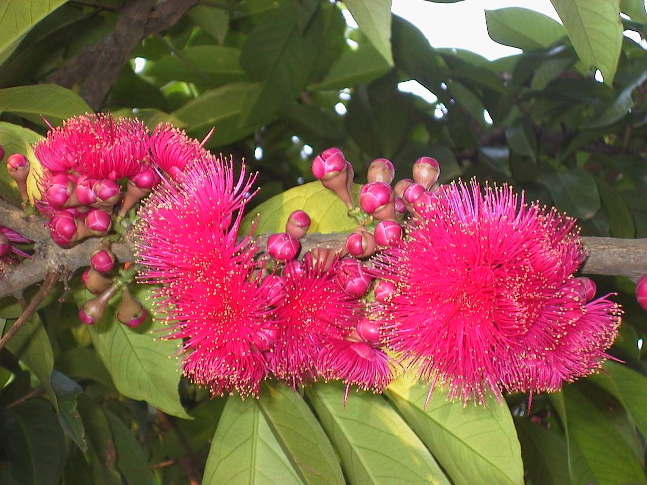 Bunga kulit rambutan :D | Kebunpedia