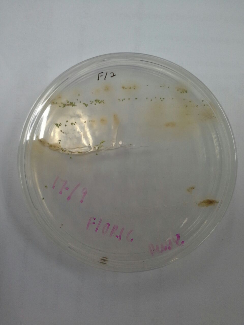 Floratic: ISOLATION OF MICROALGAE