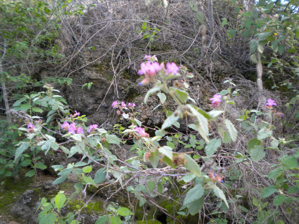 Hiking Curaçao - The Trails: Pannekoek