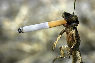 2 Cute Animal Pics: Bug smoking a cigarette