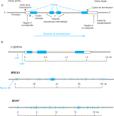 ḼїδβӚϯЧ ᴙ ⱥ ¶ ¶ ¶ ¶: ETAPAS DEL SPLICING