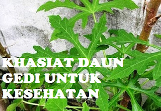 SUDAH TAHUKAH ANDA DENGAN DAUN GEDI? SUNGGUH LUAR BIASA, TERNYATA DAUN ...
