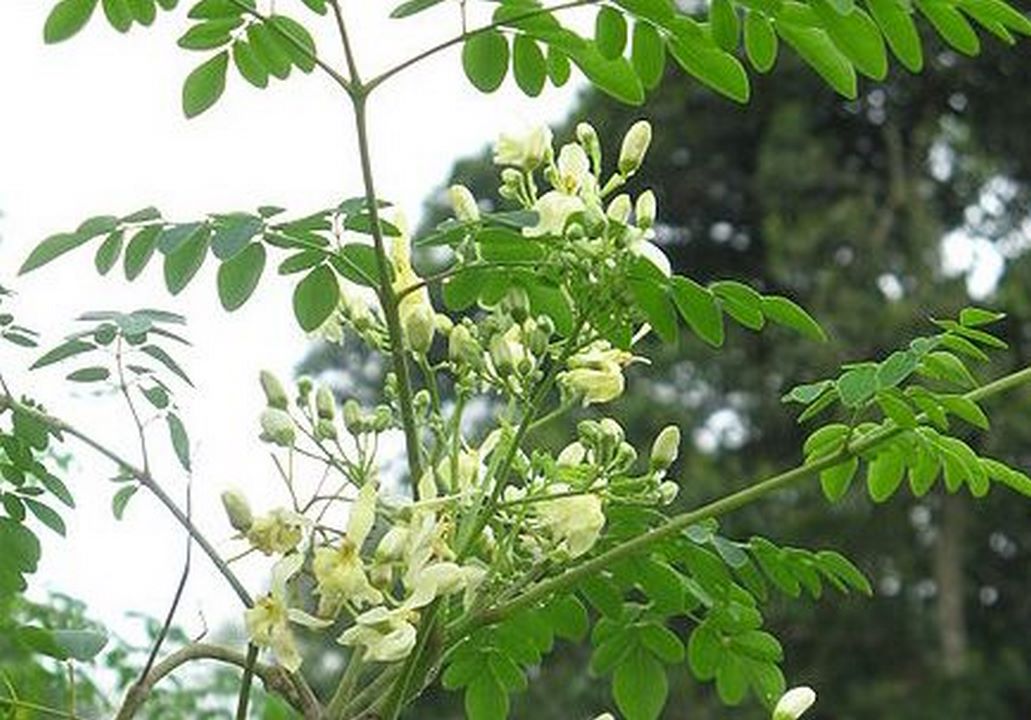Daun Kelor & Moringa dan Khasiatnya