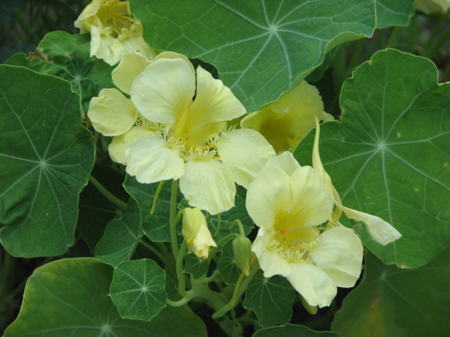 Meie aed: Roosid, kressid, liilia