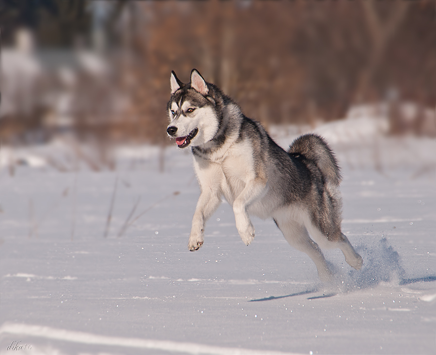 The Most Beautiful dog pictures dog photos - HD Animal Wallpapers