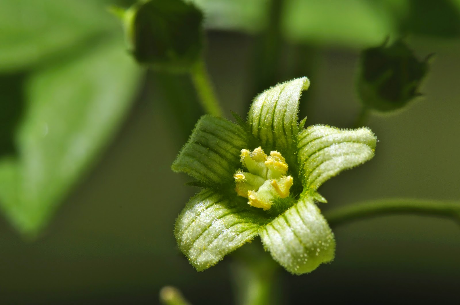 Desde Alájar: Nueza blanca. Brionia