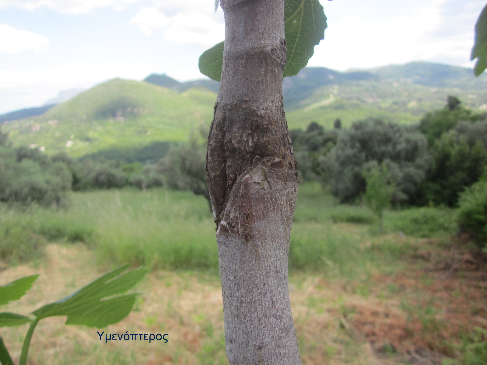 Εμβολιασμός συκιάς(Νο 2).