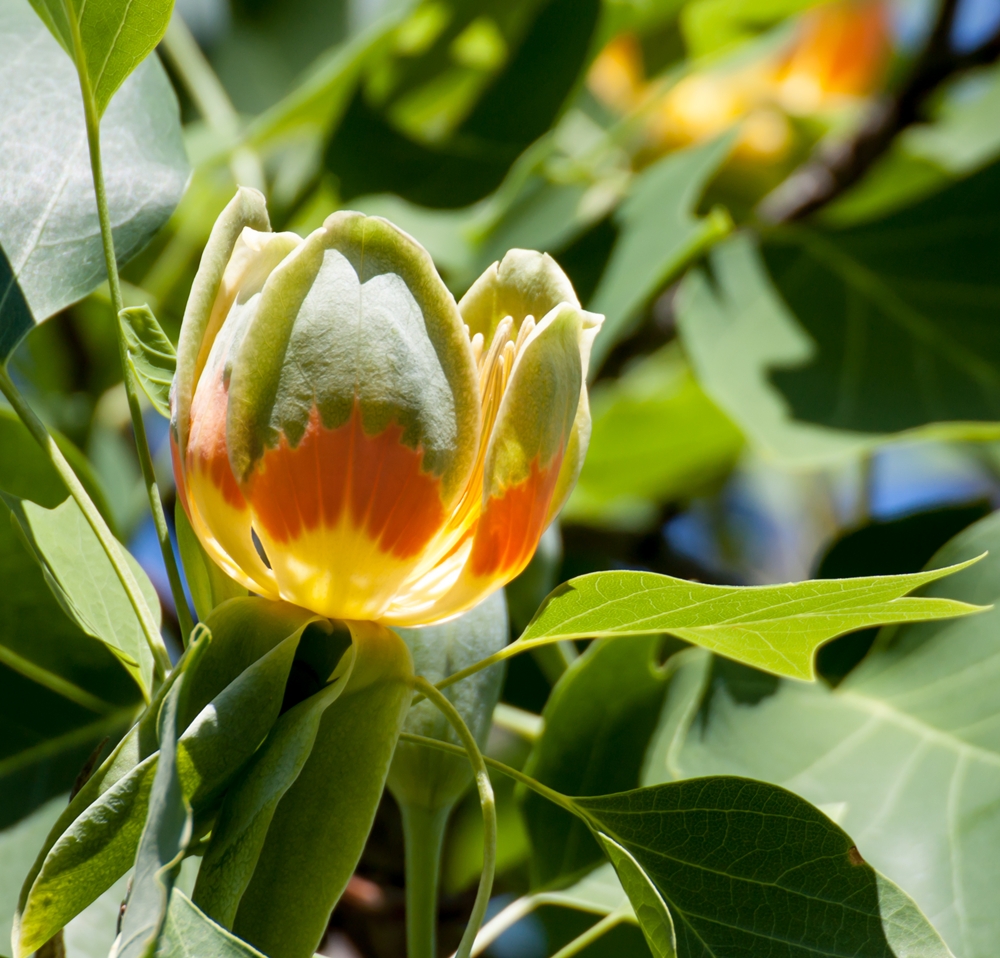 Petale-n zbor: Arborele lalea sau Copacul cu lalele