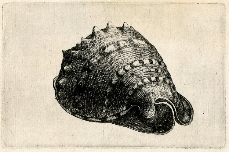 Spencer Alley: Sea Shell Proofs by Wenceslaus Hollar