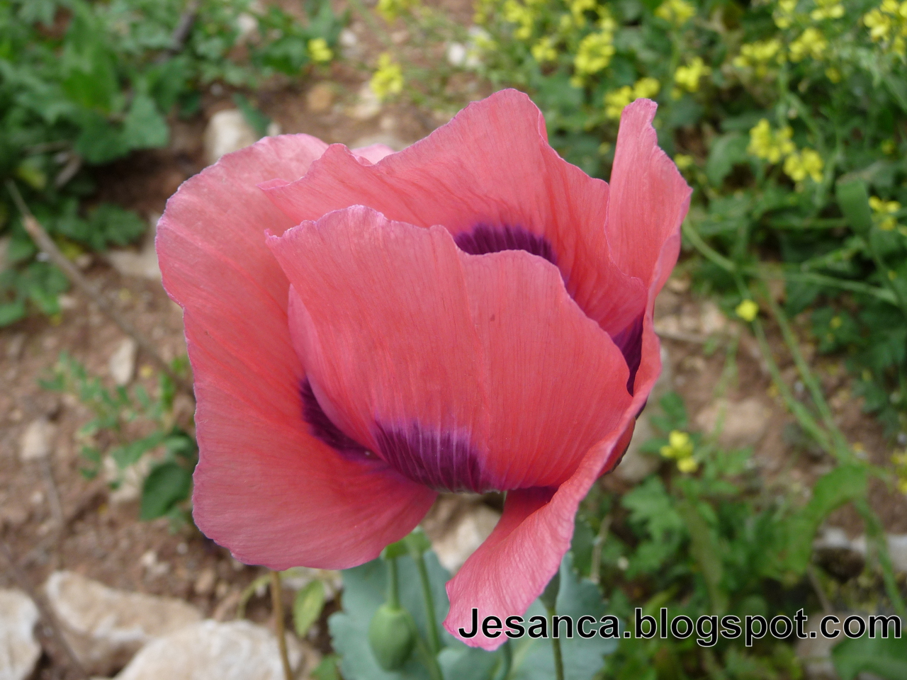 JESANCA: La adormidera o " planta del opio
