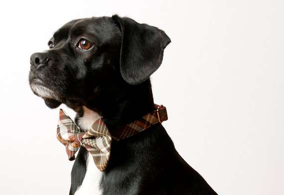 LEYENDAS, MASCOTAS Y ALGO MAS: MODA FORMAL PARA PERROS
