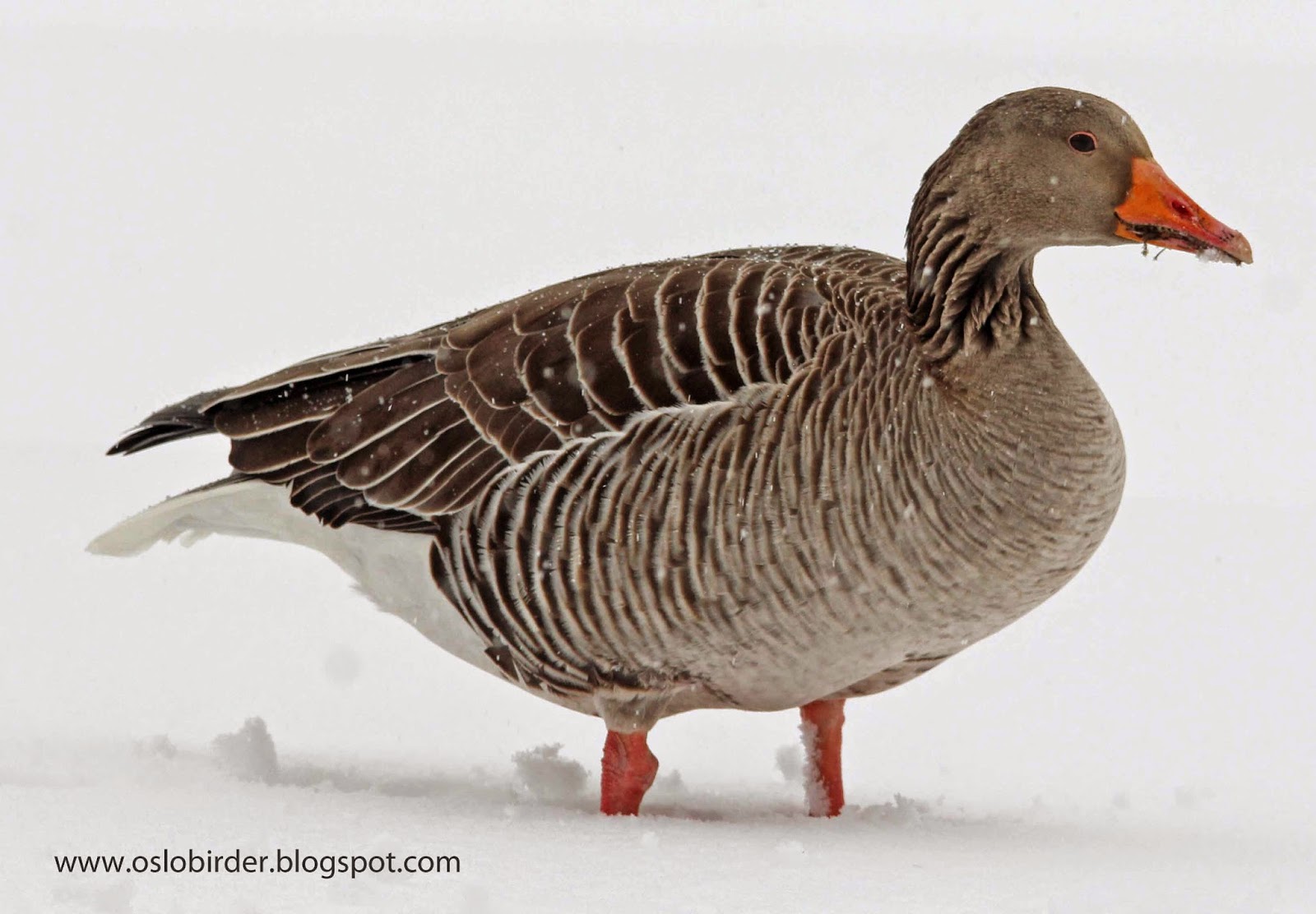 OSLO BIRDER: Greylag Goose