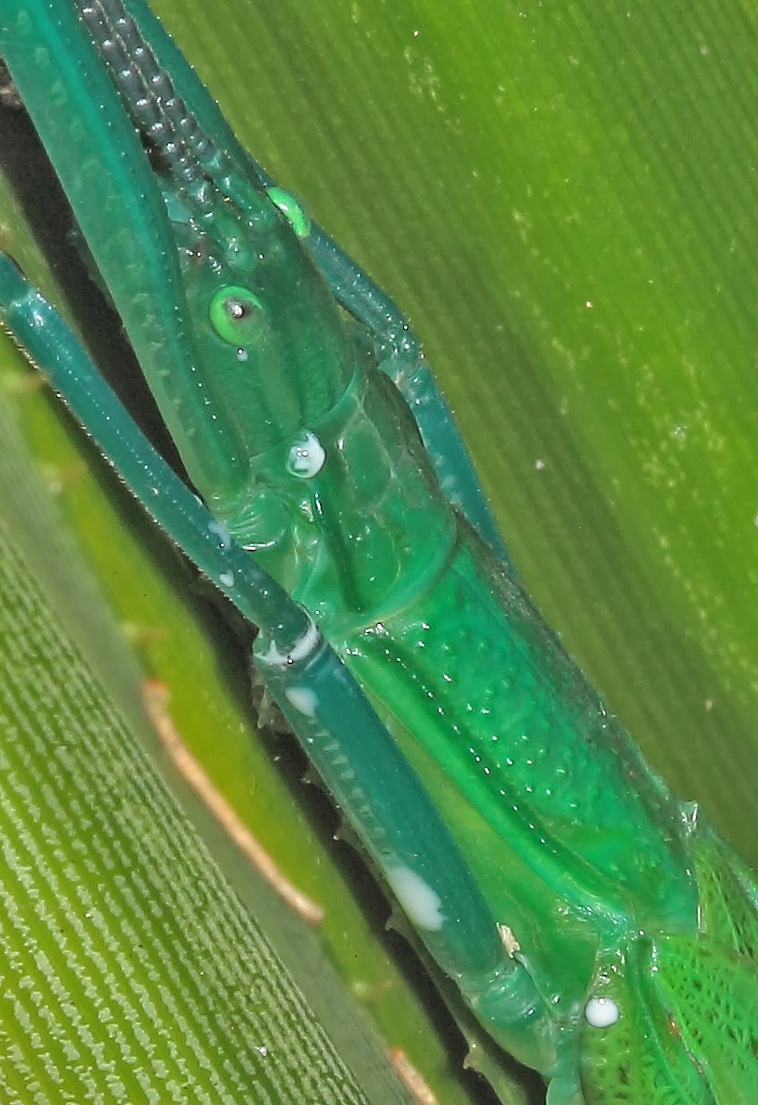 BunyipCo: The Peppermint Stick-insect
