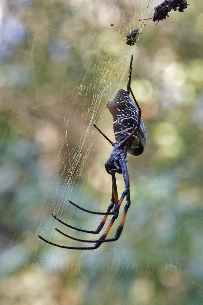 Photo Nature Lilliputienne (macrophotographies): Nephila inaurata ...