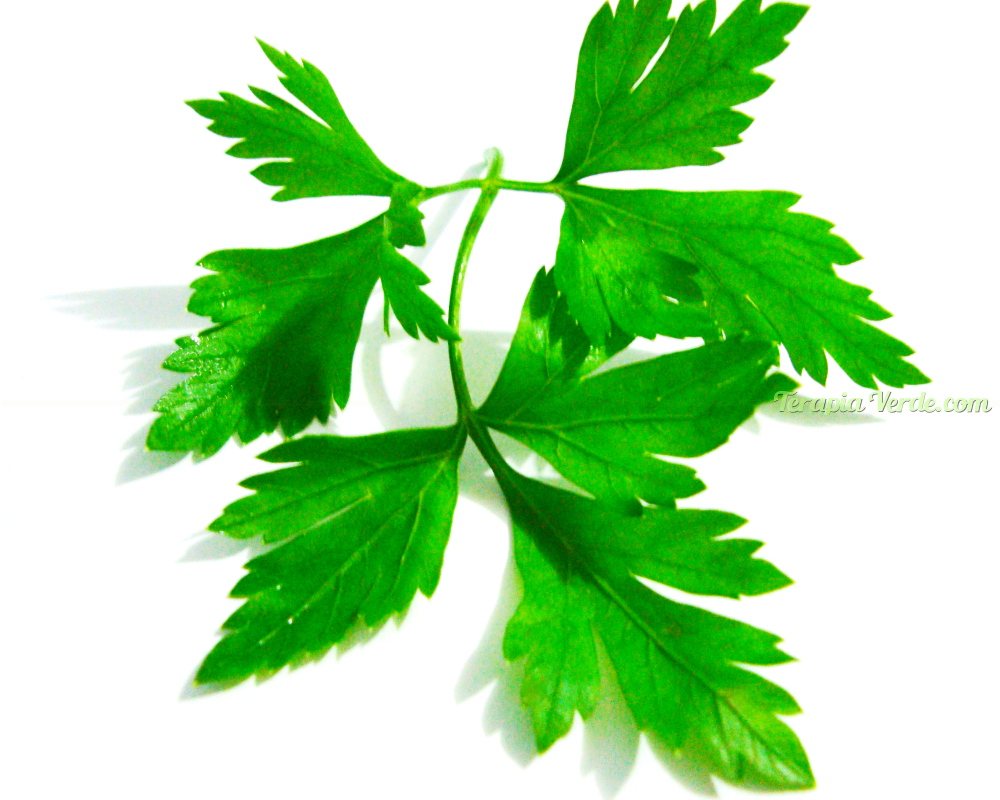 Benefícios da Salsa | Terapia Verde