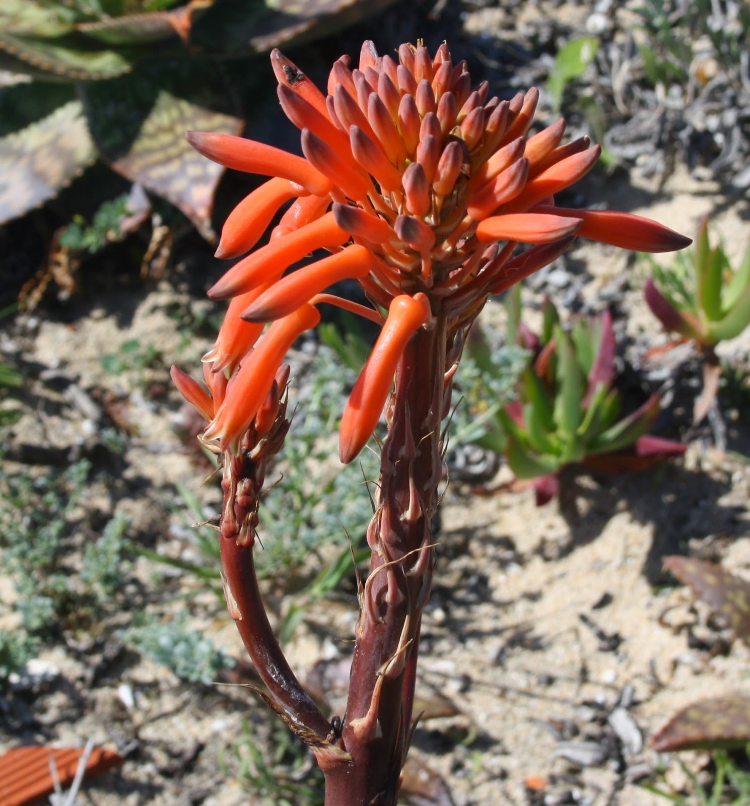 Plantas: Beleza e Diversidade: Aloe maculata