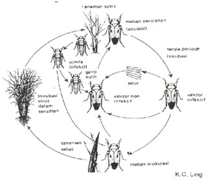PENYAKIT TUNGRO PADA TANAMAN PADI ~ Menebar Manfaat degan Ilmu