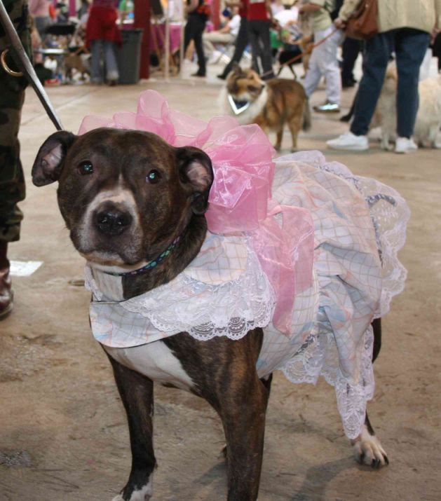 Life's the Pits... Bulls that is: Halloween Costumes for Pit Bulls