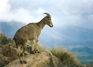 Eravikulam National Park - TravelHome