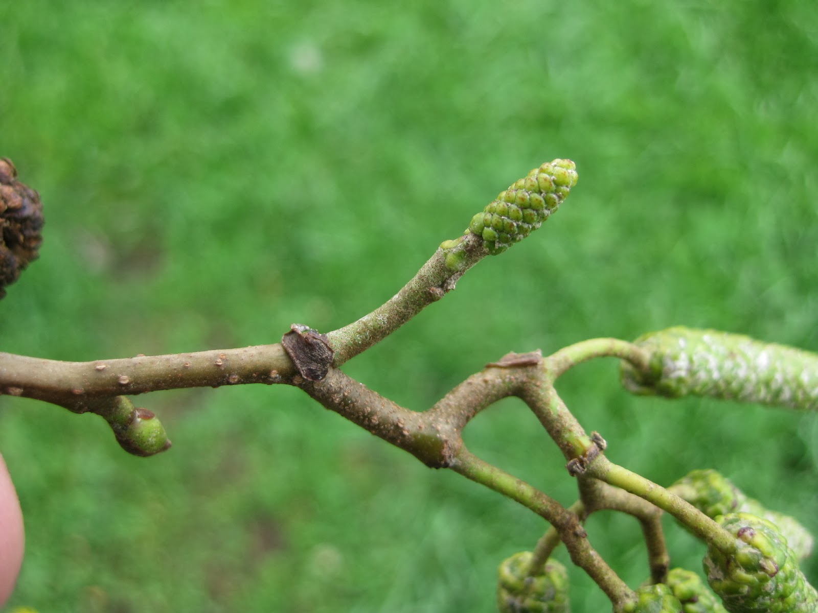 Trees of Santa Cruz County: Alnus cordata - Italian Alder