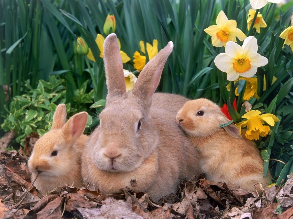 Rabbit HD Funny Wallpapers ~ Funny Wallpapers