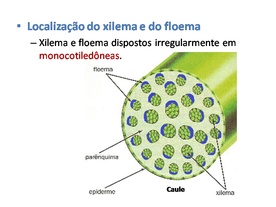 Biologia: Tecidos vegetais - xilema