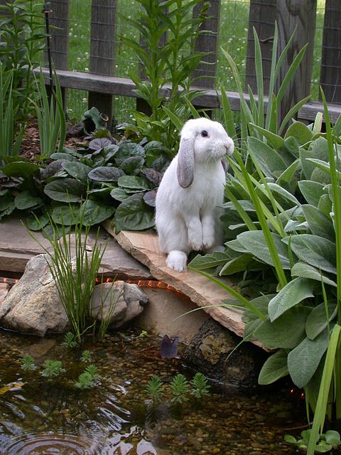 Bunnies in the Garden ~ Gardening Stuff