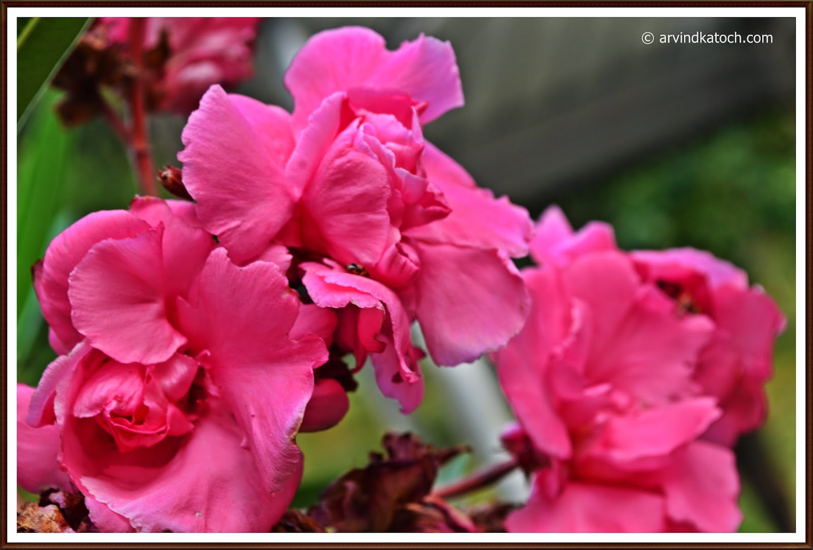 Beautiful Pink Flowers (HD Picture)