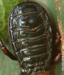 South African Photographs: Millipede Assassin Bug (Ectrichodia crux ...