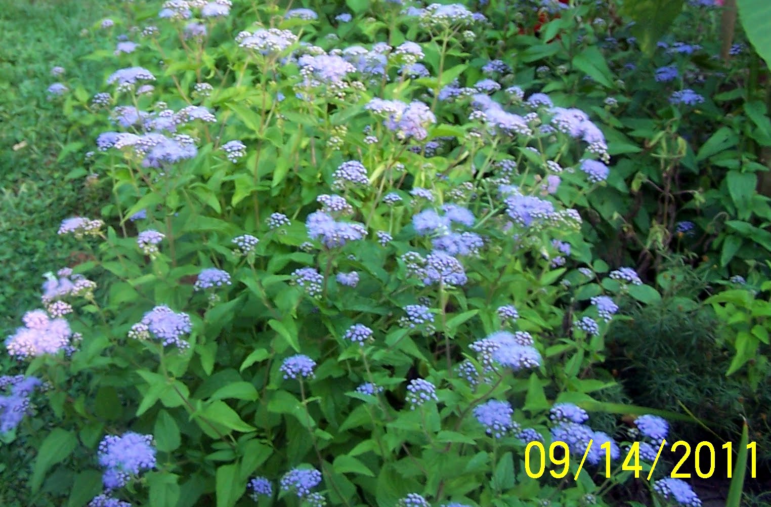 Jean the Plant Lady: Perennial Ageratum