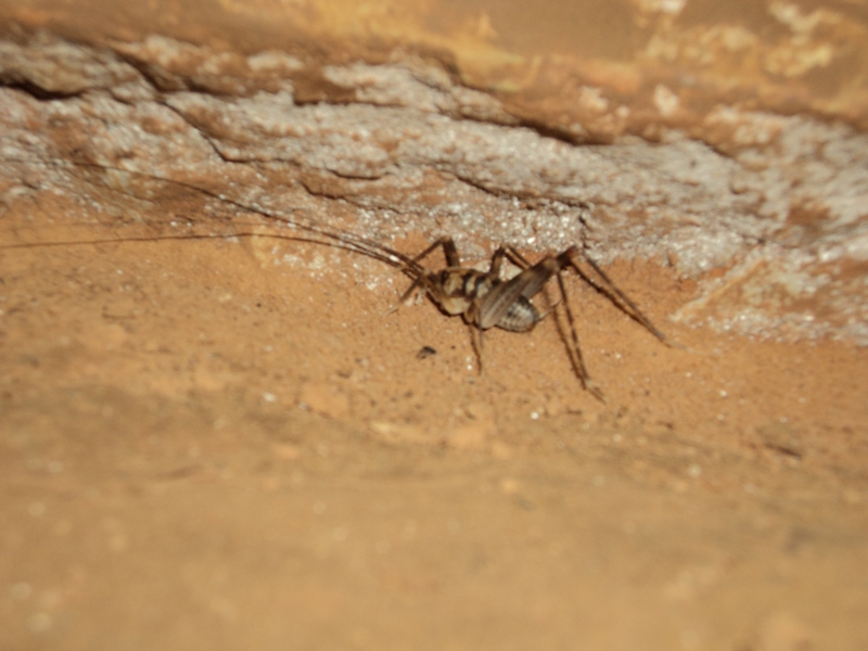 Aerial Geologist: Radium Springs Cave, Arkansas