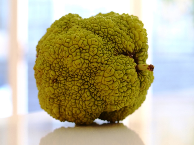 This tree's for turning but watch out for the monkey brains