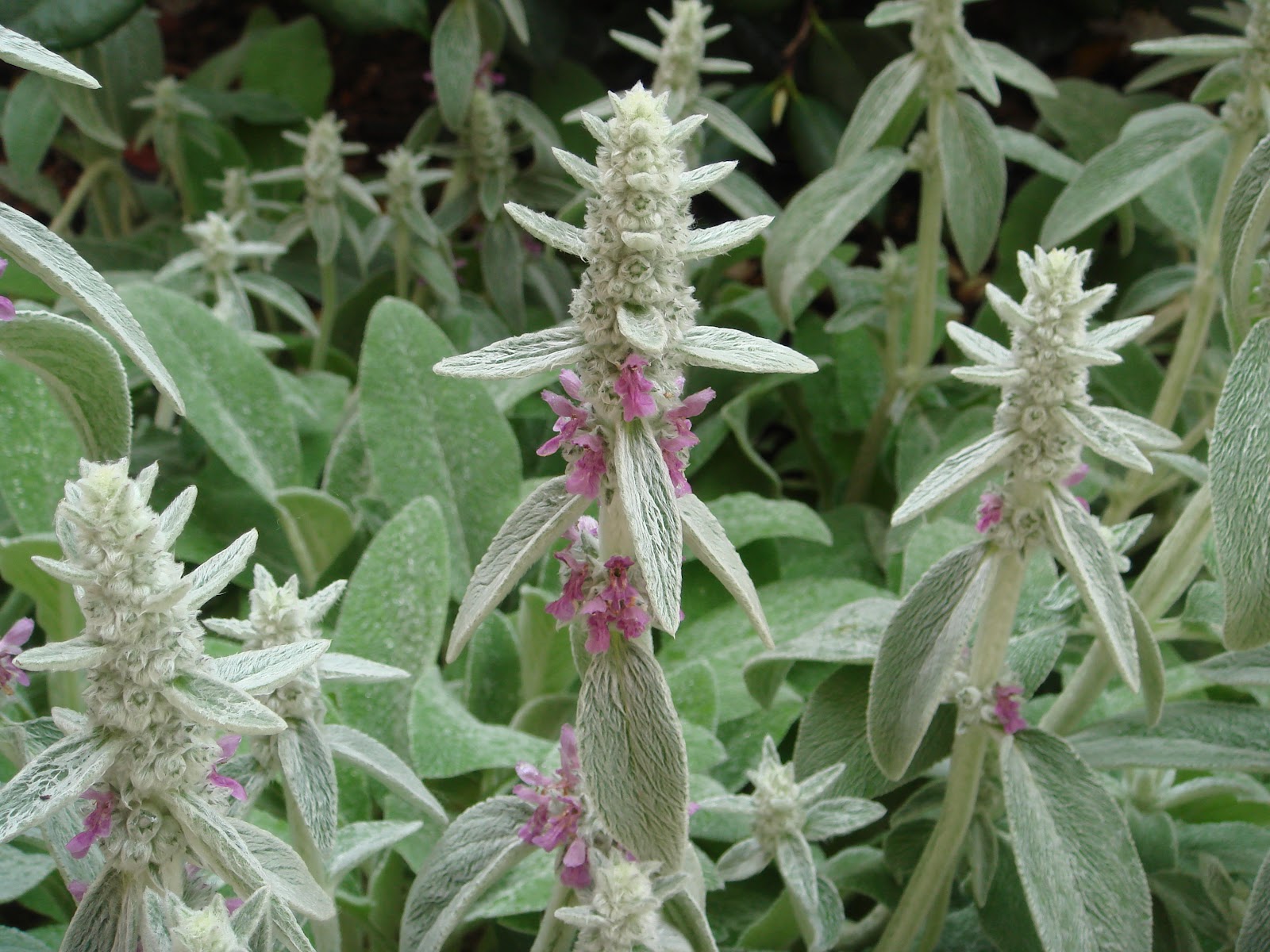 Il giardino delle Naiadi: STACHYS BYZANTINA O LANATA