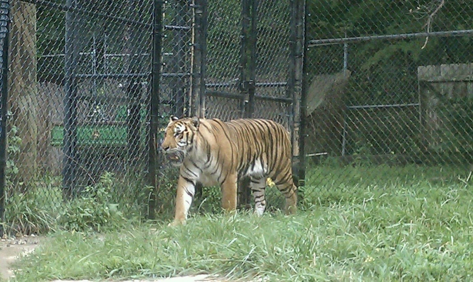 What's Good in Greensboro?: Tigers at the Greensboro Science Center