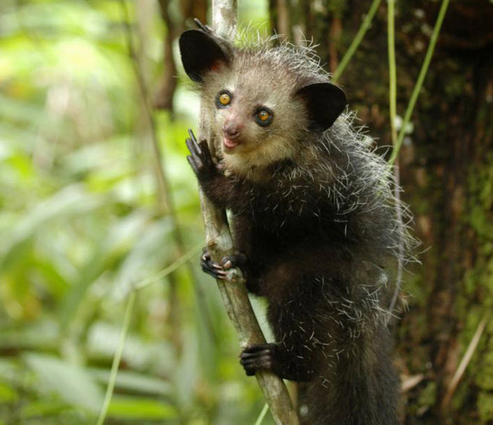 Aye-Aye | The Biggest Animals Kingdom