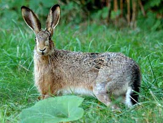 The Hare In Photos,Image And Pictures | The Wildlife