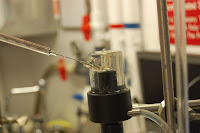 Charismatic Microfauna: Pteropod Physiology