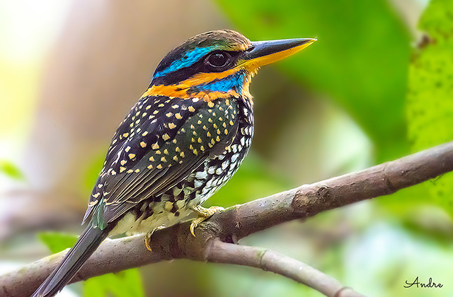 Spotted Kingfisher (Male) - Birding in Philippines